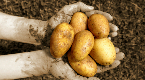 Six Potatoes Story — Humanitarian Aid Response Team - HART